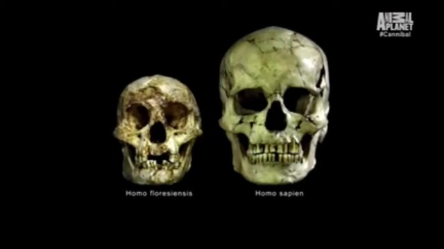 Hobbit cannibals: THE CANNIBAL IN THE JUNGLE (Simon George, 2015) – The ...