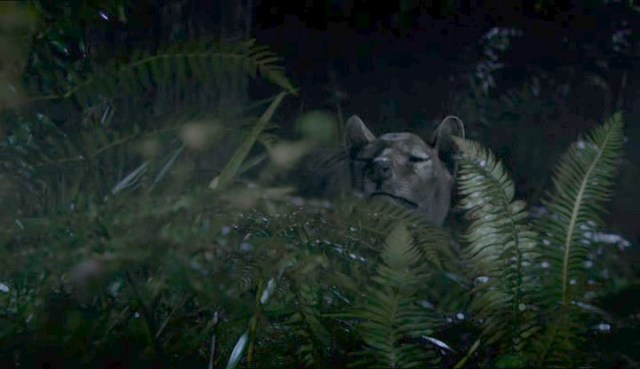 Need to feed, need to breed: THE DYING BREED (Jody Dwyer, 2008) – The ...